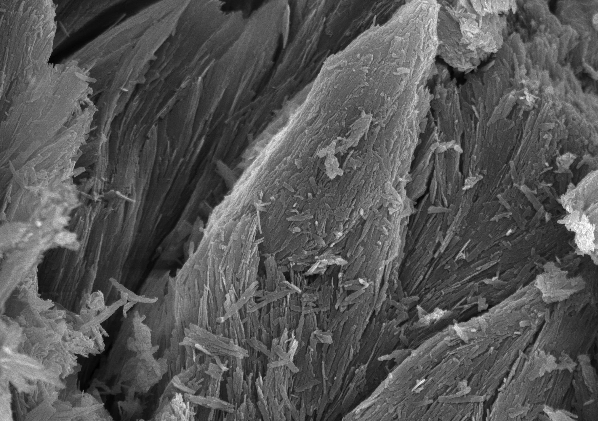 Scanning Electron Microscopy Images | Central Microscopy Research Facility Scanning Electron Microscopy Images | Central Microscopy Research Facility